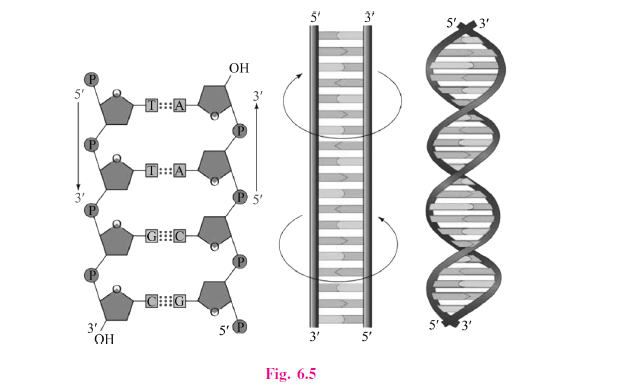 “Nucleotides- Structure of different types of DNA ” Biochemistry Notes ...